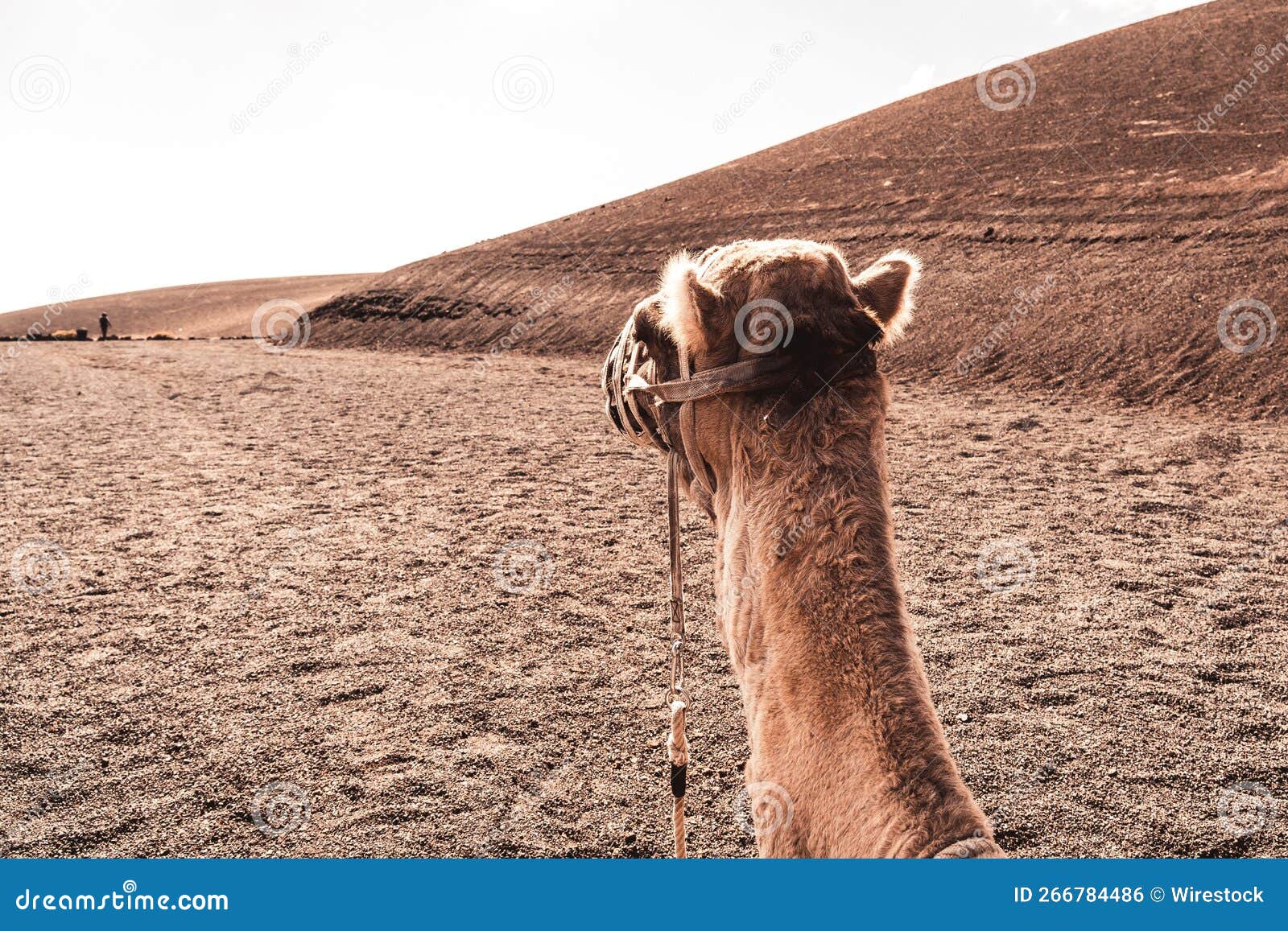 Close-up Shot of a Camel with a Mask Sitting and Looking at the Desert ...