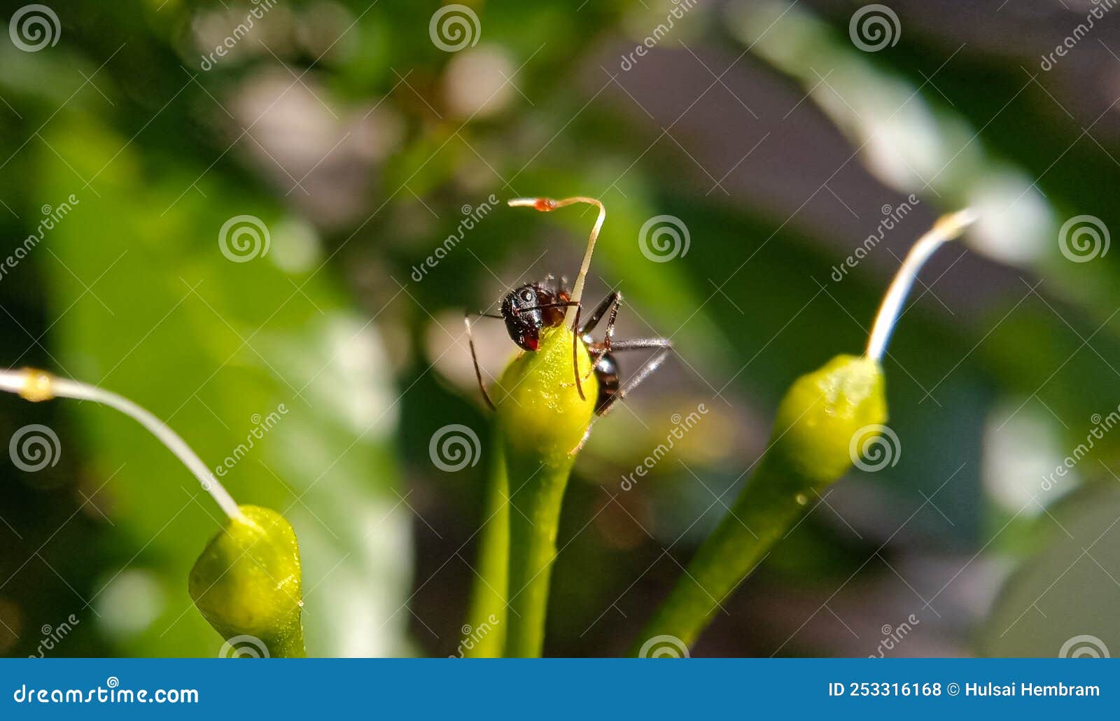 Close Up Shot of Carpenter Ant Stock Photo - Image of insect, animal ...