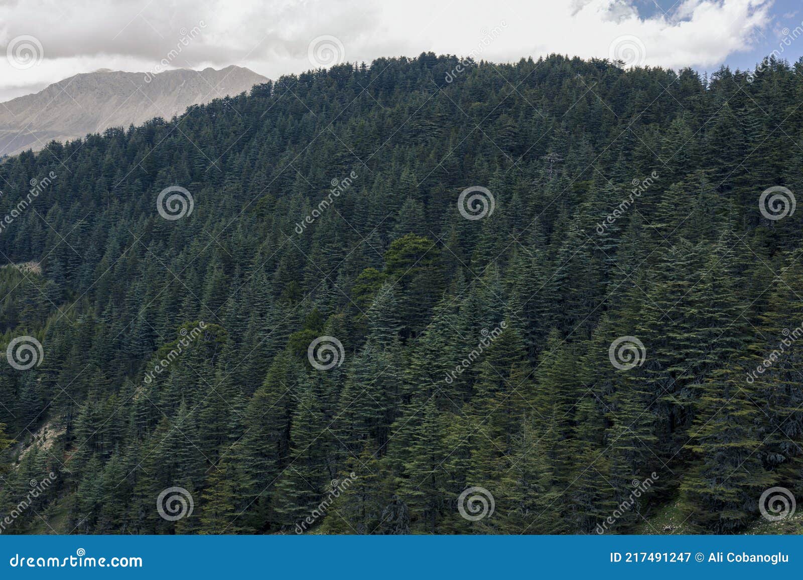 Close-up Shot of Cedar Forest in Antalya / Turkey Stock Image - Image ...