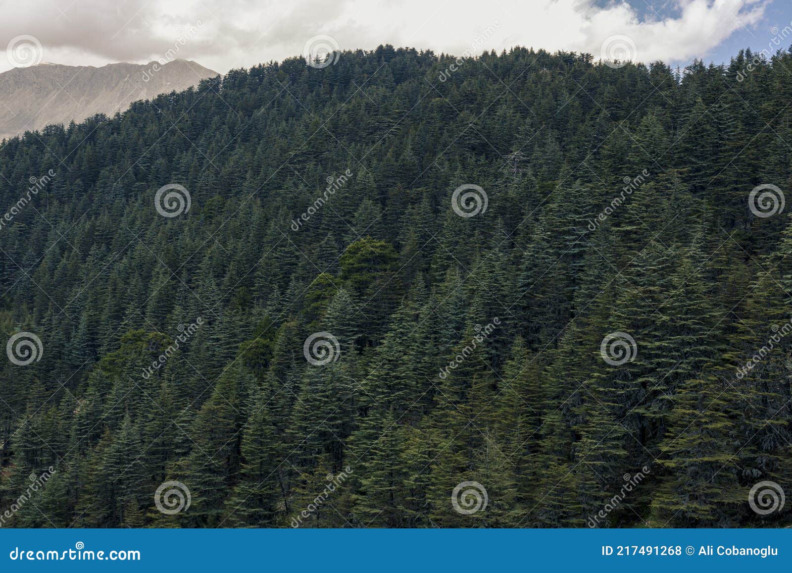 Close-up Shot of Cedar Forest in Antalya / Turkey Stock Photo - Image ...