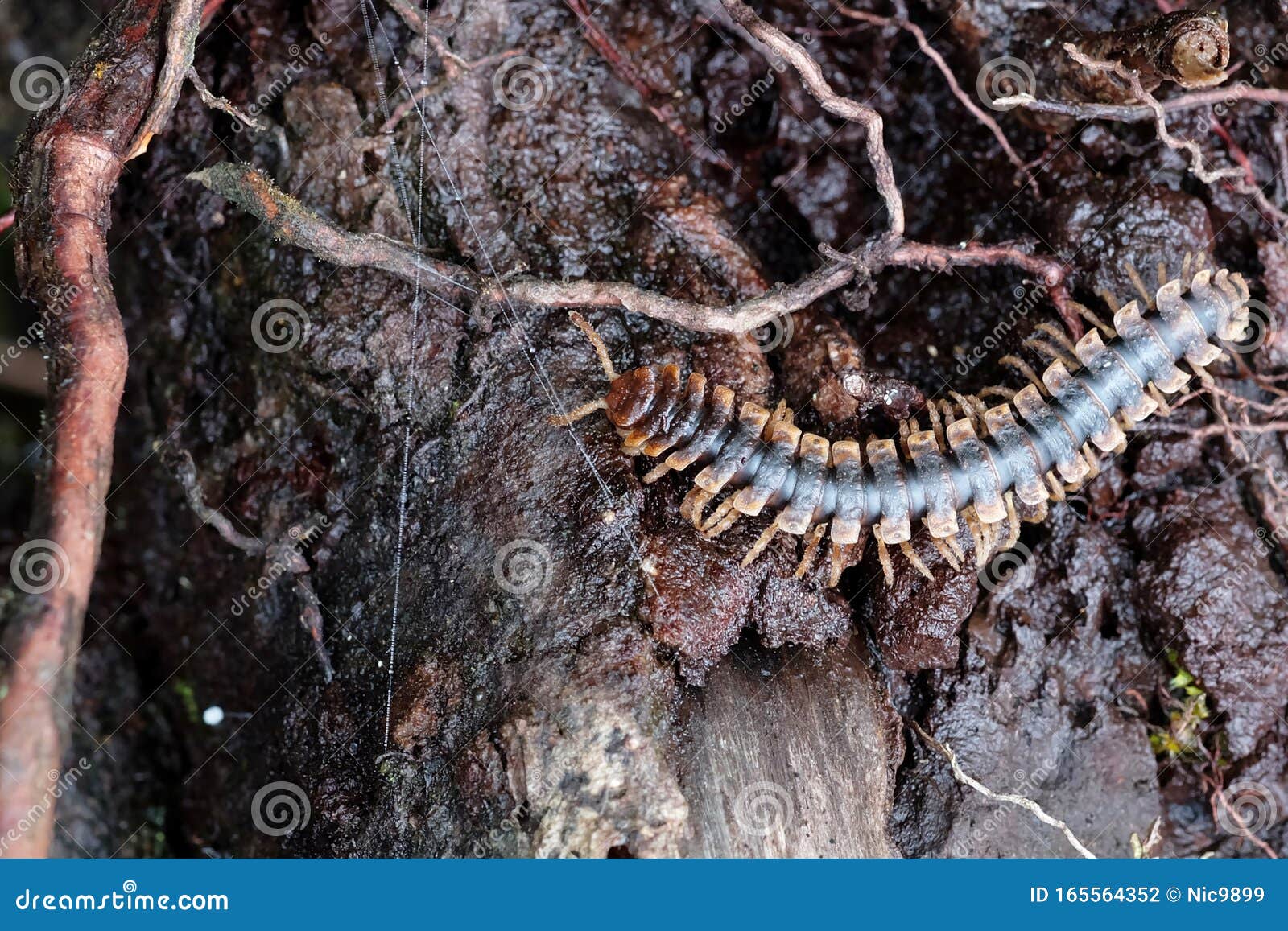 Close Up of a Centipede stock photo. Image of forest - 165564352