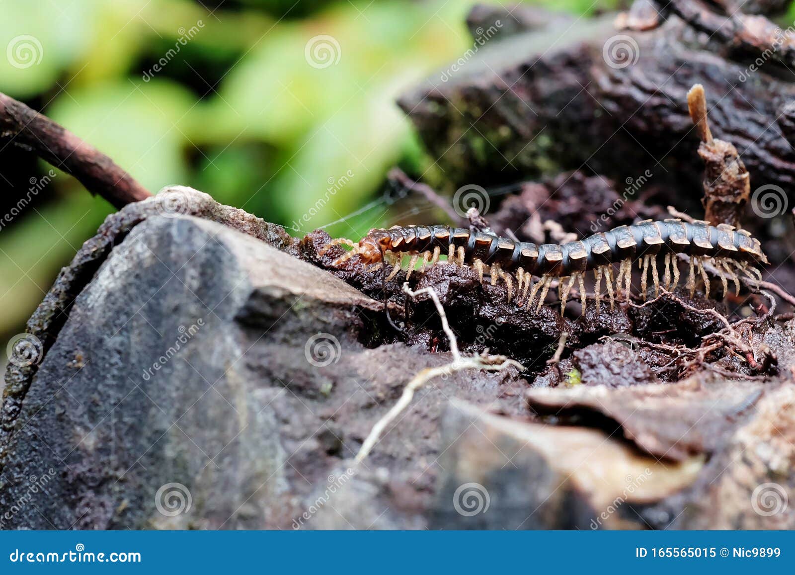 Close Up of a Centipede stock image. Image of legged - 165565015