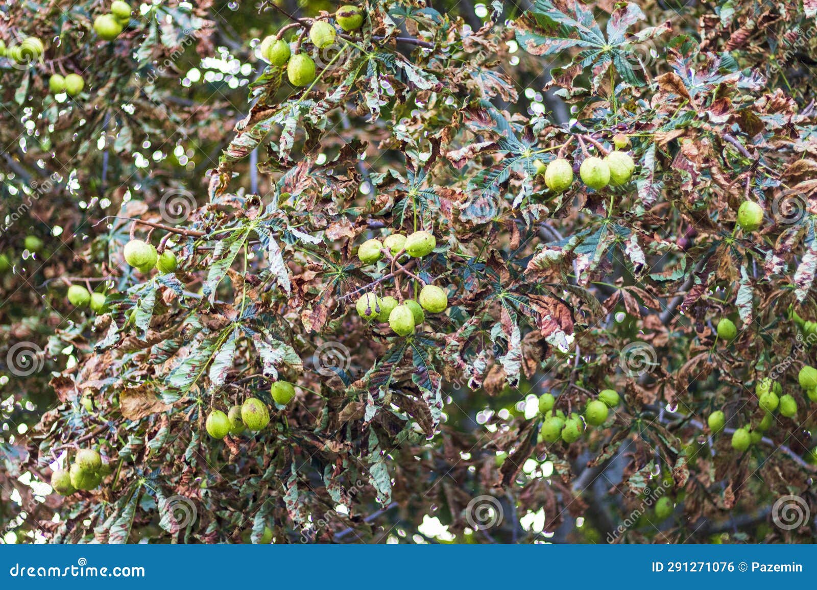 Close Up Shot of the Chestnut Tree. Nature Stock Photo - Image of ...
