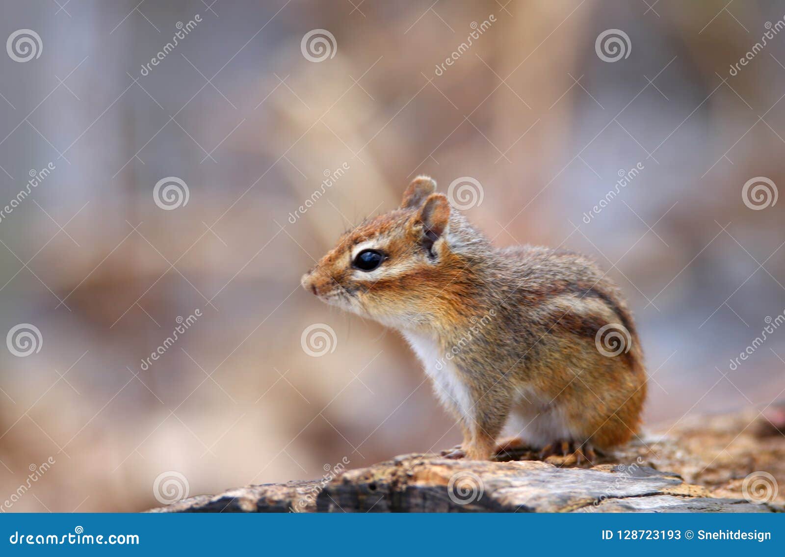 Close up shot of Chip Munk stock image. Image of animal - 128723193