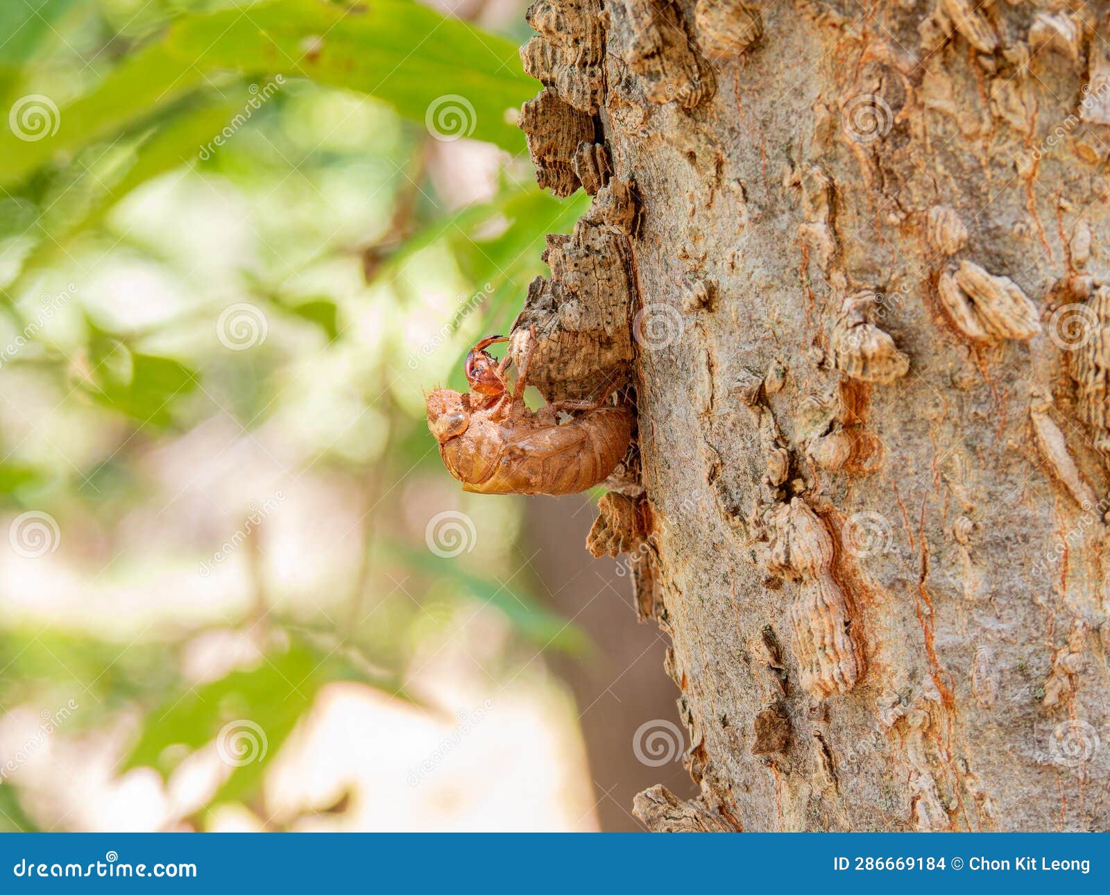 Close Up Shot of Cicada Shell Stock Photo - Image of insect, shot ...