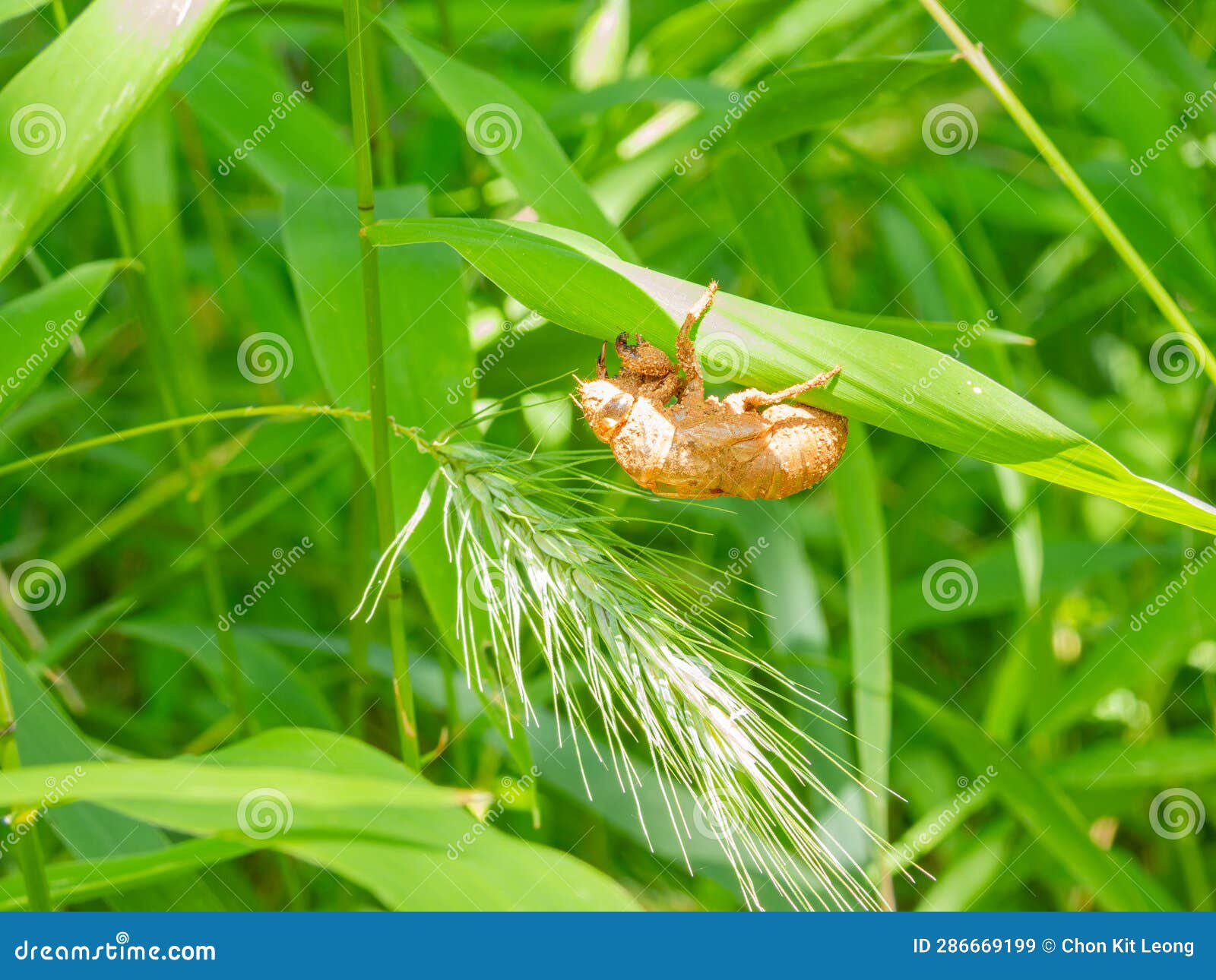 Close Up Shot of Cicada Shell Stock Image - Image of daytime, park ...