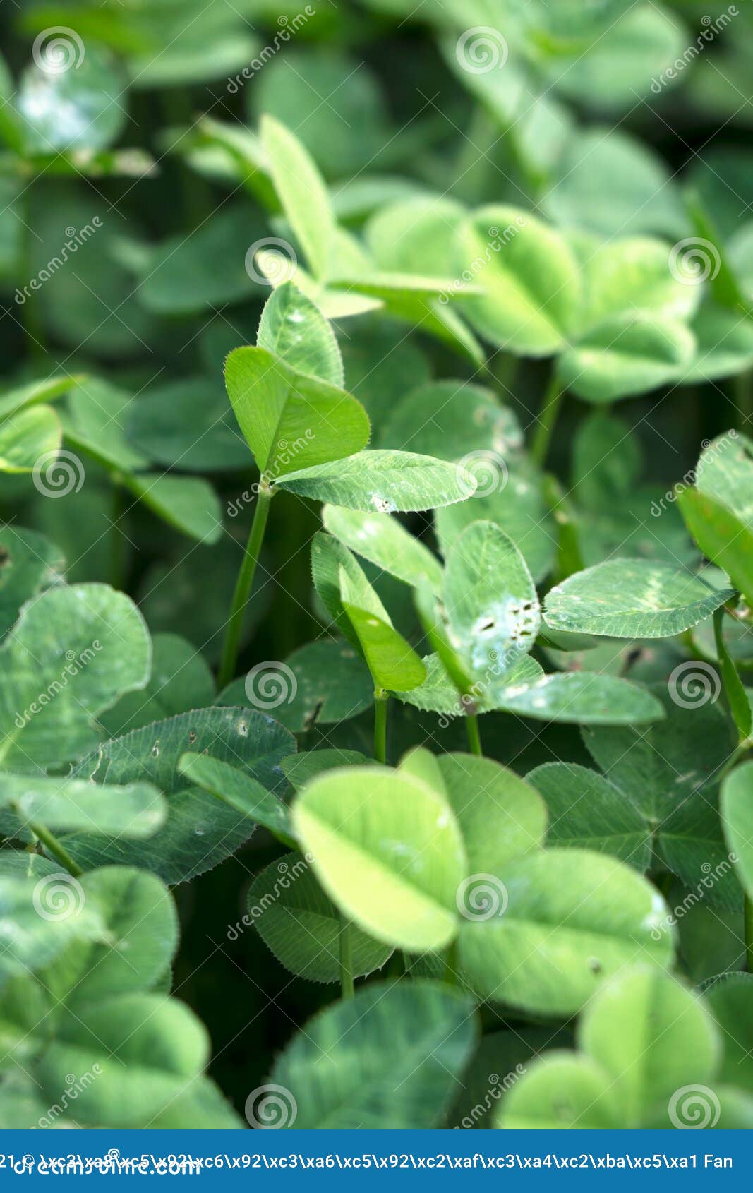 Close-up Shot of Clover in the Wild Stock Image - Image of plant ...
