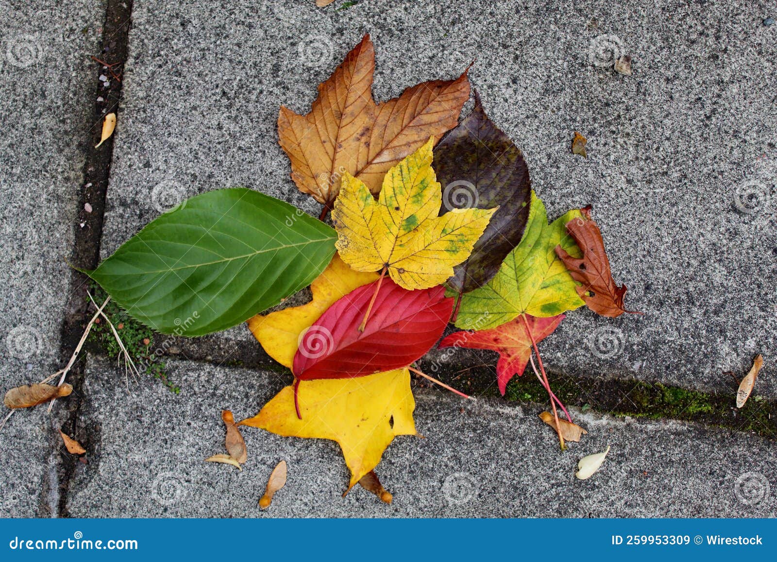 Close-up Shot of a Collection of Different-shaped and Colored Autumn ...