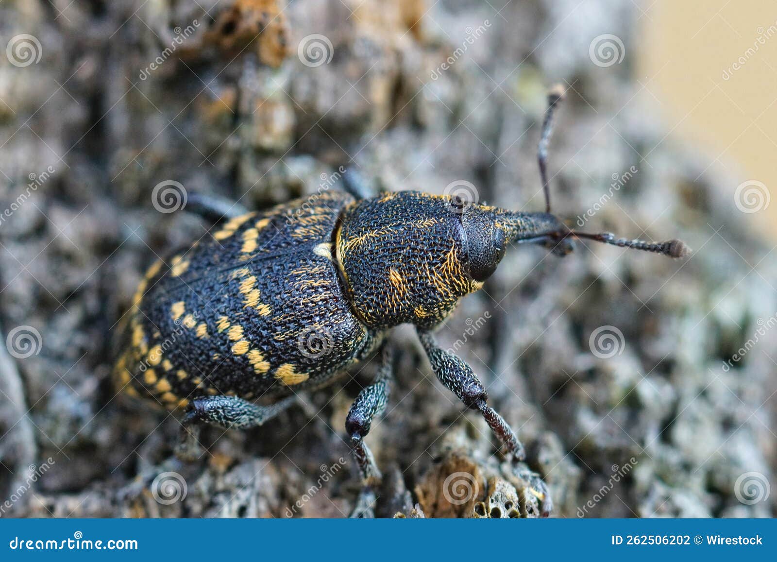 Close-up Shot of a Colorful Large Pine Weevil Stock Photo - Image of ...