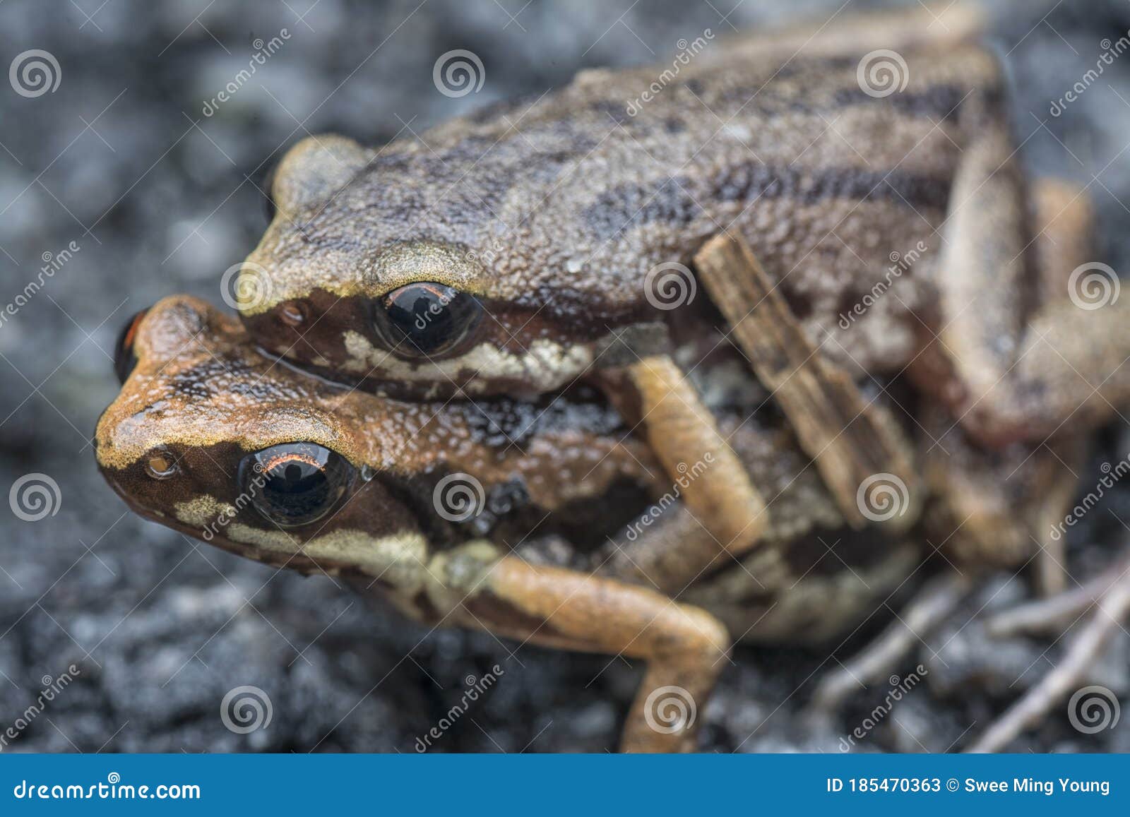 Close Up Shot of Comman Puddle Frogs Mating Stock Image - Image of ...