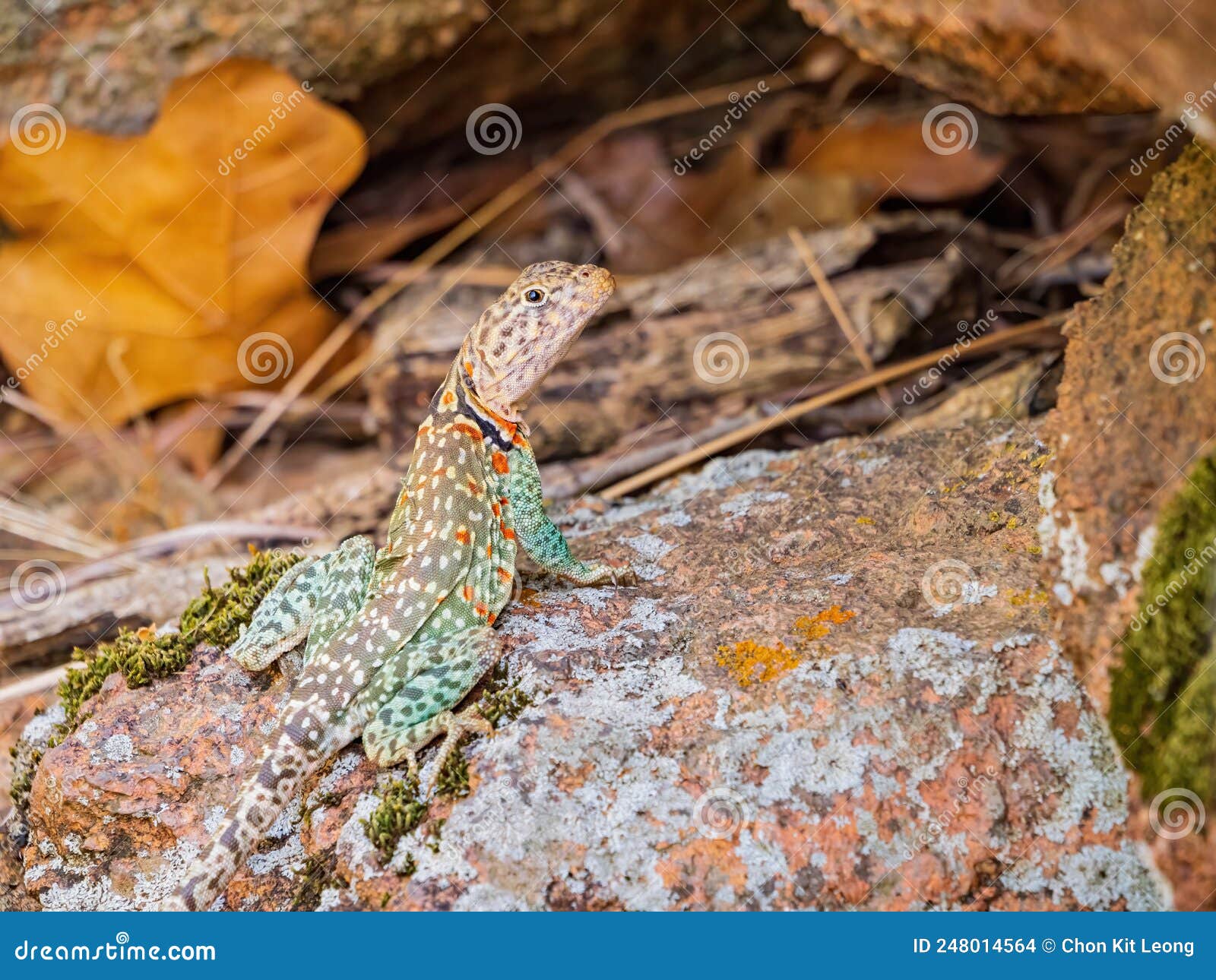 Close Up Shot of Common Collared Lizard Stock Photo - Image of collared ...