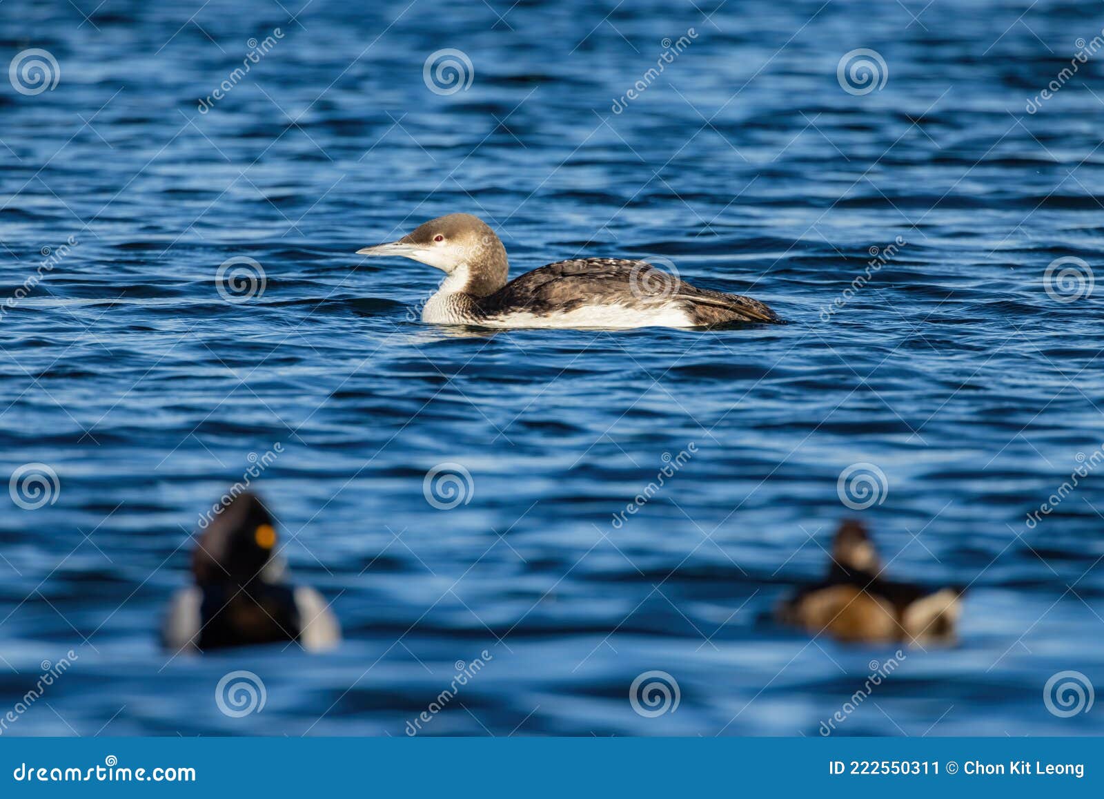 Close Up Shot of a Common Loon Stock Image - Image of plumage, daytime ...