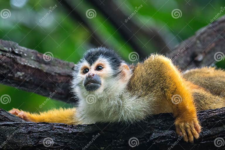 Close-up Shot of a Common Squirrel Monkey Laying on a Tree Branch Stock ...