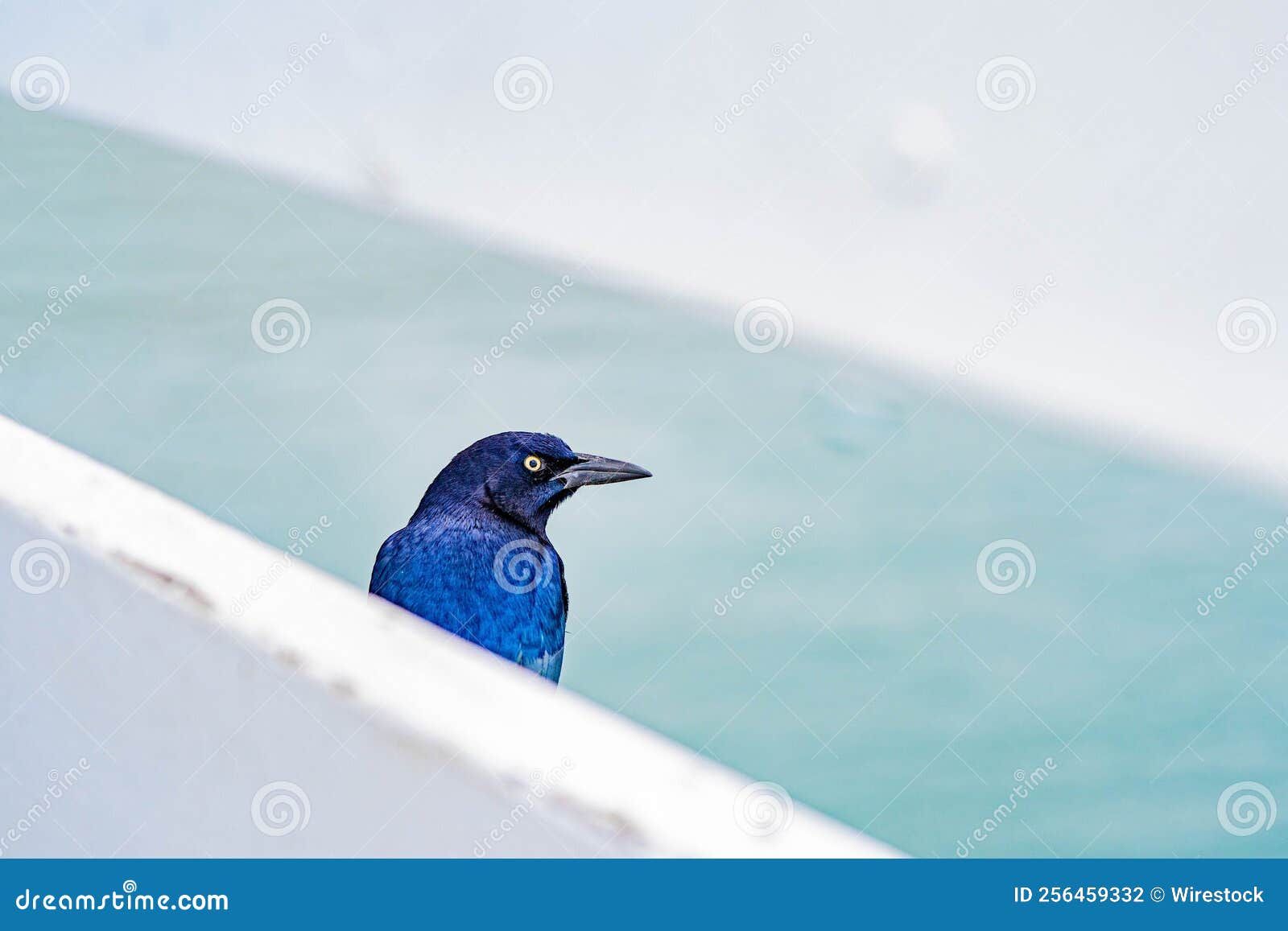 Close-up Shot of a Common Starling in a Blur Stock Photo - Image of ...