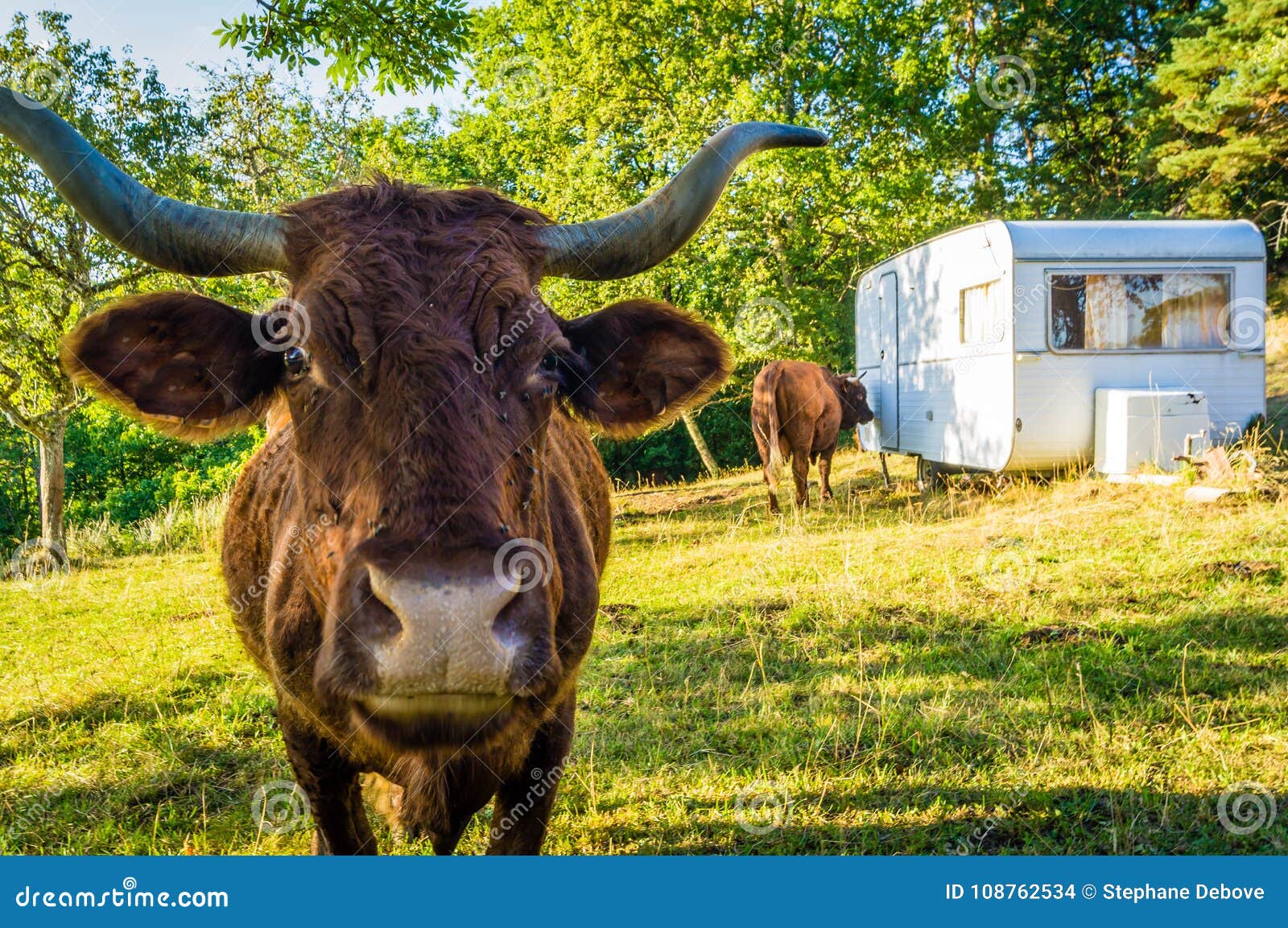 Cow on a camping site stock photo. Image of beef, close - 108762534