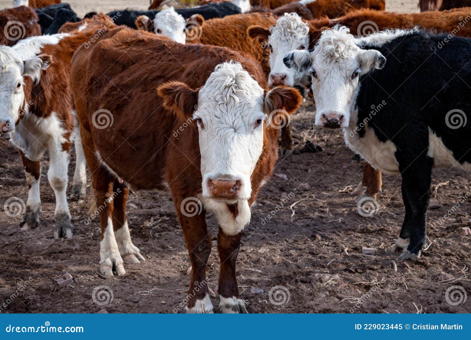 Close-Up Shot of Cows in Argentina Stock Image - Image of standing ...