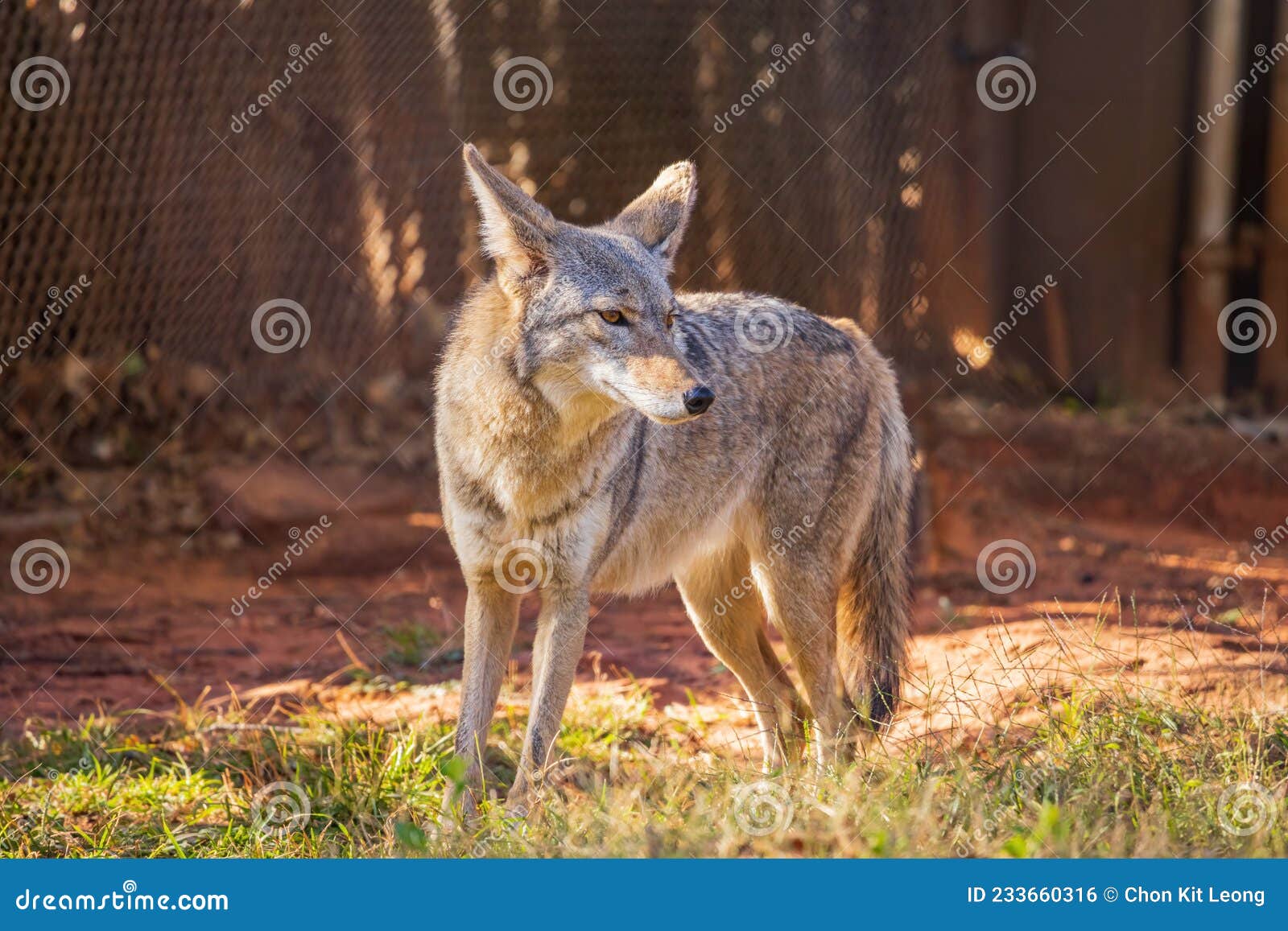 Close up shot of Coyote stock photo. Image of canine - 233660316