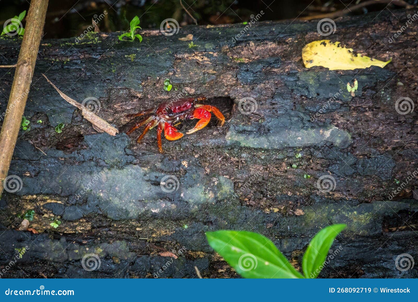 Close-up Shot of a Crab Hiding in a Tree Log Stock Image - Image of ...