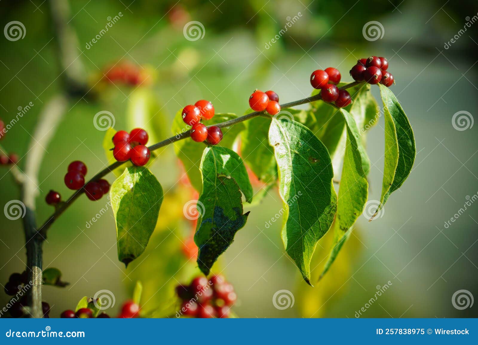 Close-up Shot of Cranberries Growing on a Branch Stock Image - Image of ...