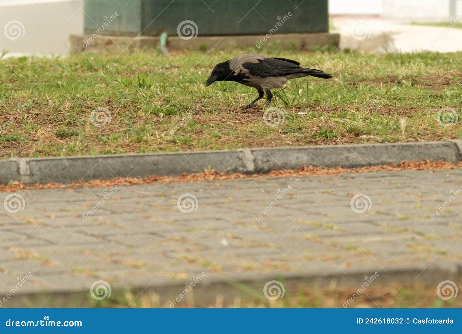 Close Up Shot of a Crow on Grass Stock Photo - Image of nature, plumage ...