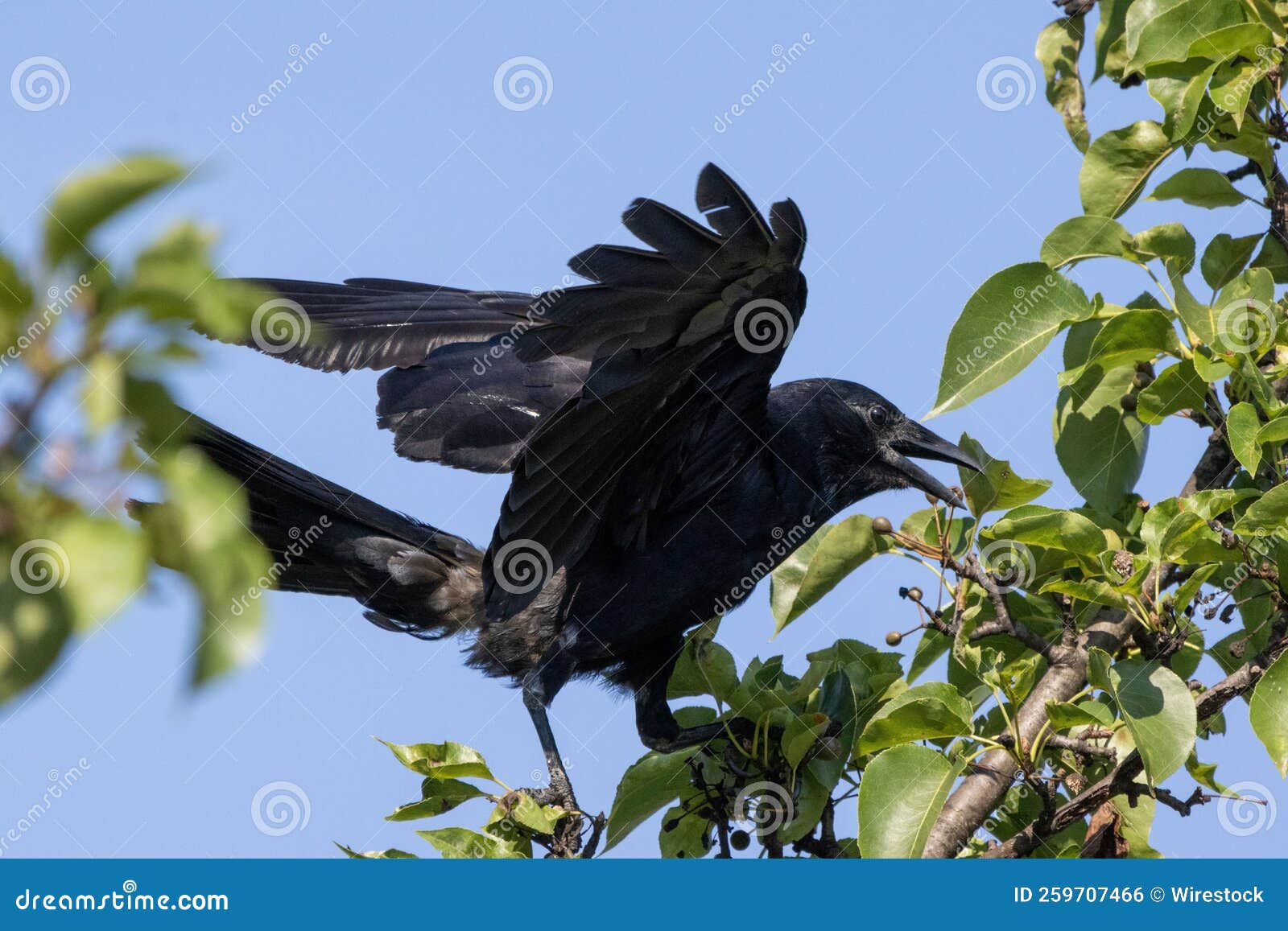 Close-up Shot of a Crow Landing on a Tree Branch Stock Photo - Image of ...