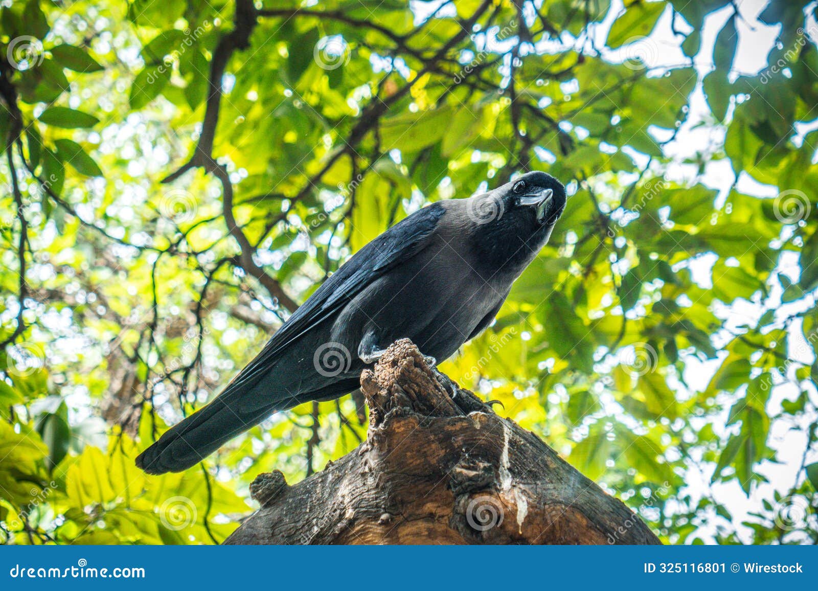 Close-up Shot of a Crow Perched on a Tree Branch with Green Leaves in ...