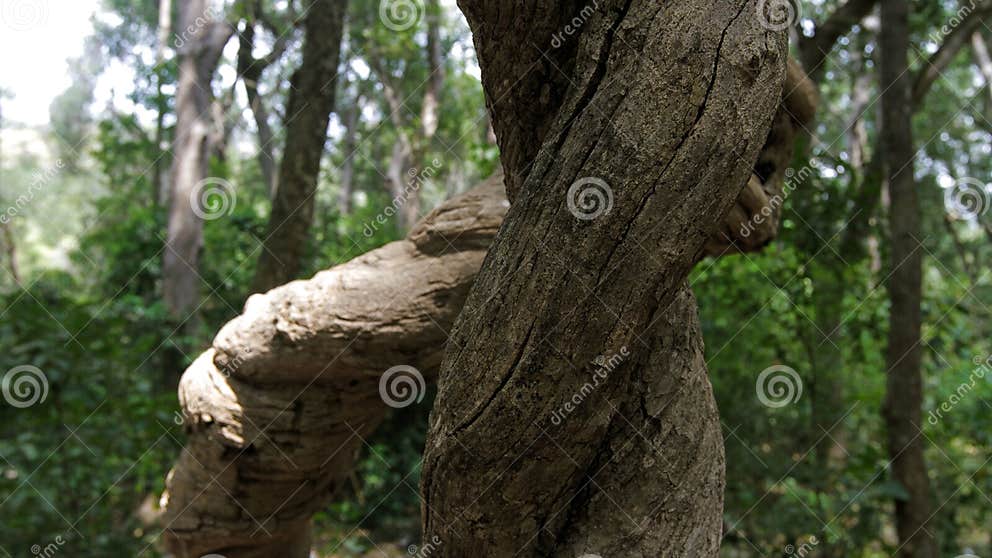 Close-up Shot of a Curved Tree Trunks in a Forest Stock Photo - Image ...
