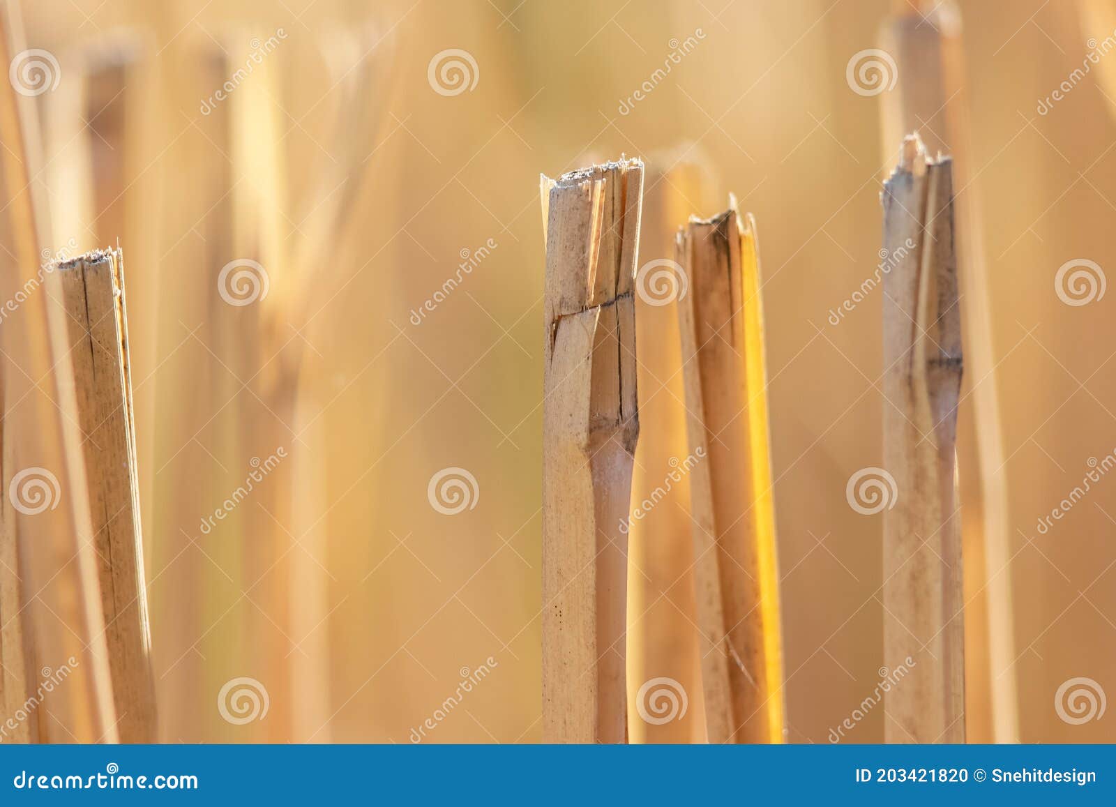 Close Up Shot of Cut Tall Grass Stalks Stock Photo - Image of outdoors ...