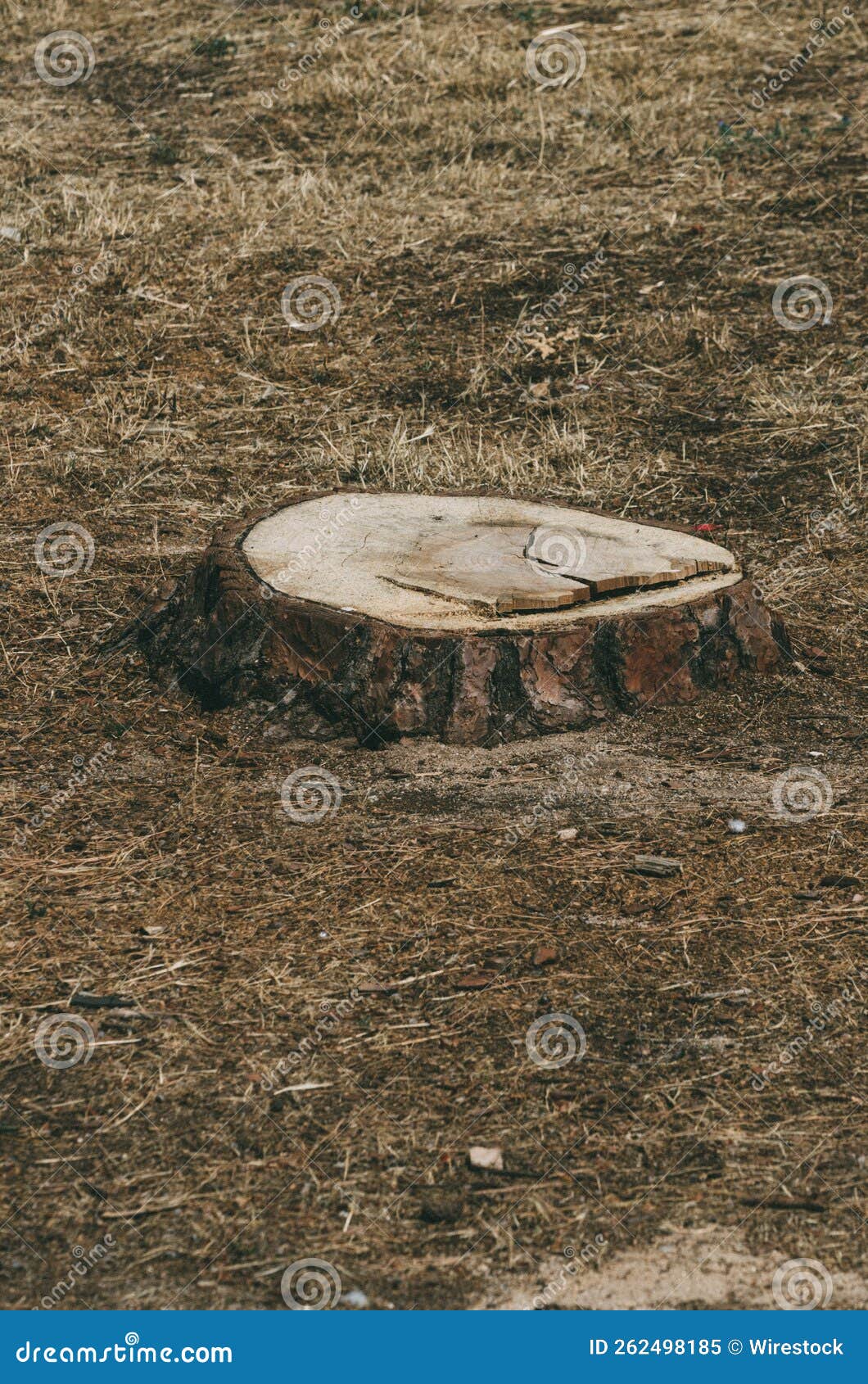 Close Up Shot of Cut Tree Trunks Stock Image - Image of tree, texture ...