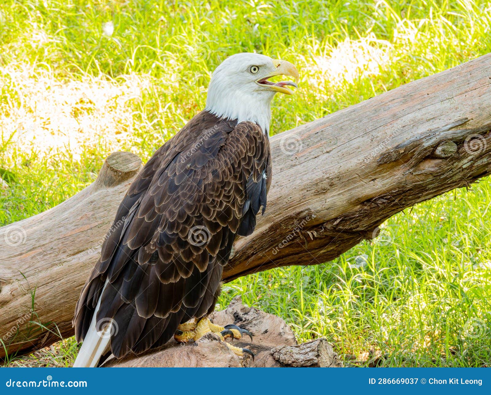 Close Up Shot of Cute Bald Eagle Stock Image - Image of animal, united ...