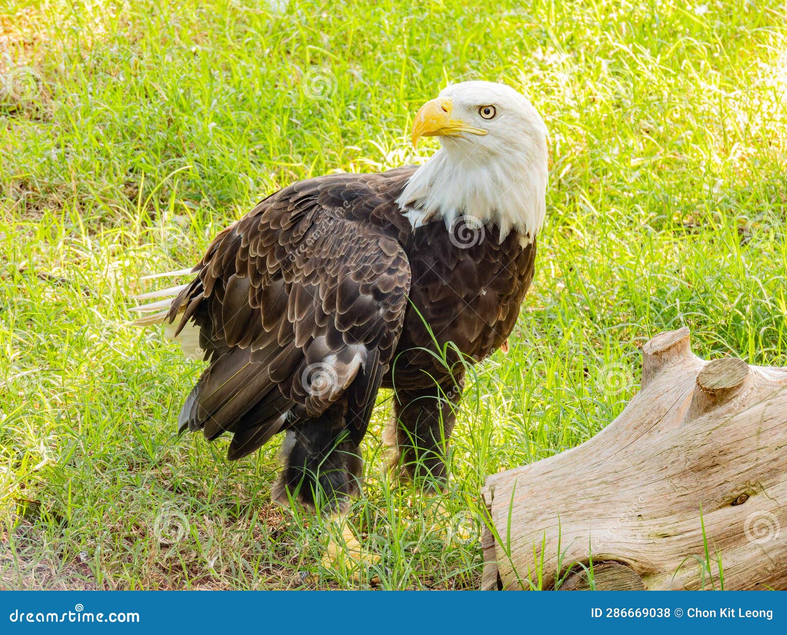 Close Up Shot of Cute Bald Eagle Stock Photo - Image of natural, eagle ...
