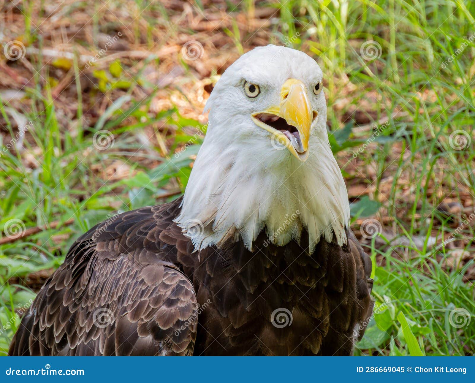 Close Up Shot of Cute Bald Eagle Stock Image - Image of nature, single ...