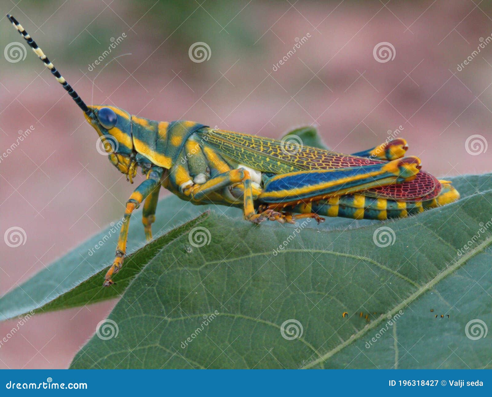 Close Up Shot of Cute and Beautiful Grasshopper on Leaf. Stock Image ...
