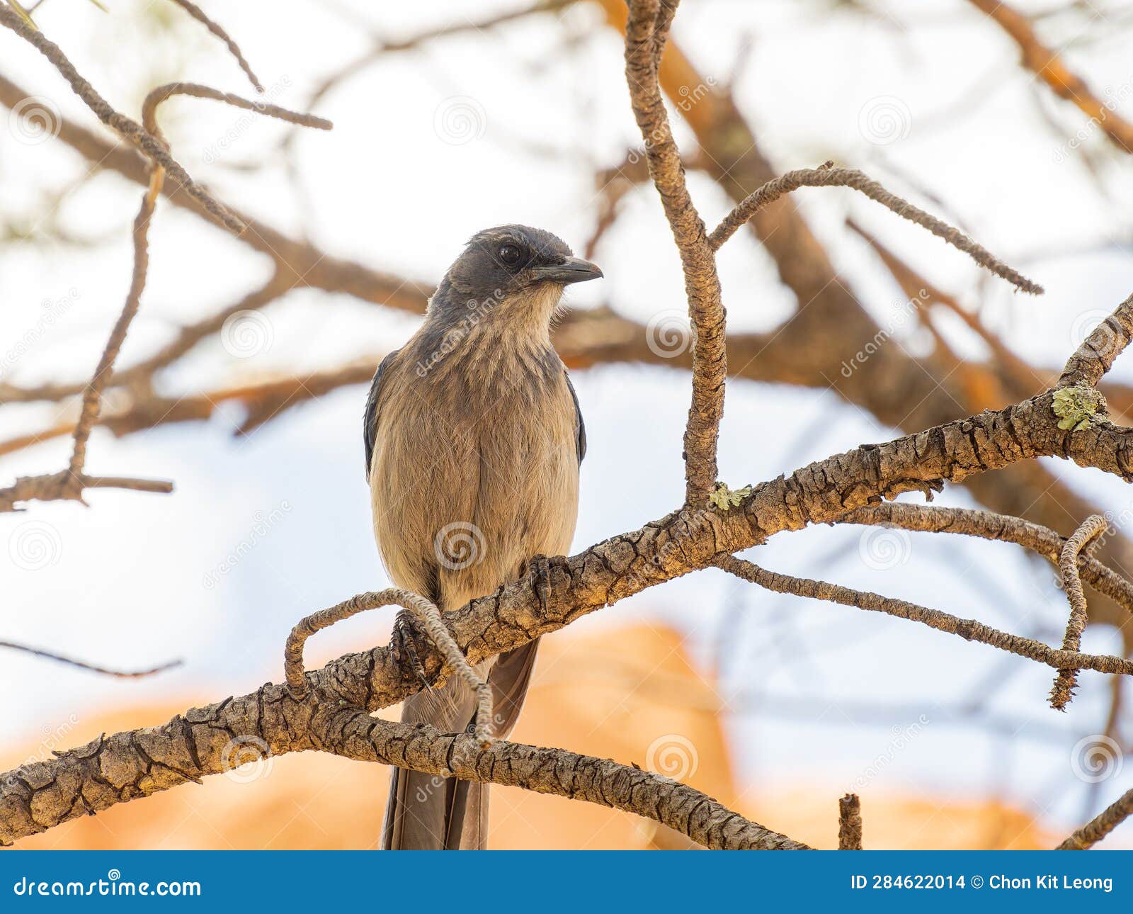 Close Up Shot of a Cute Blue Jay Stock Photo - Image of bird, travel ...