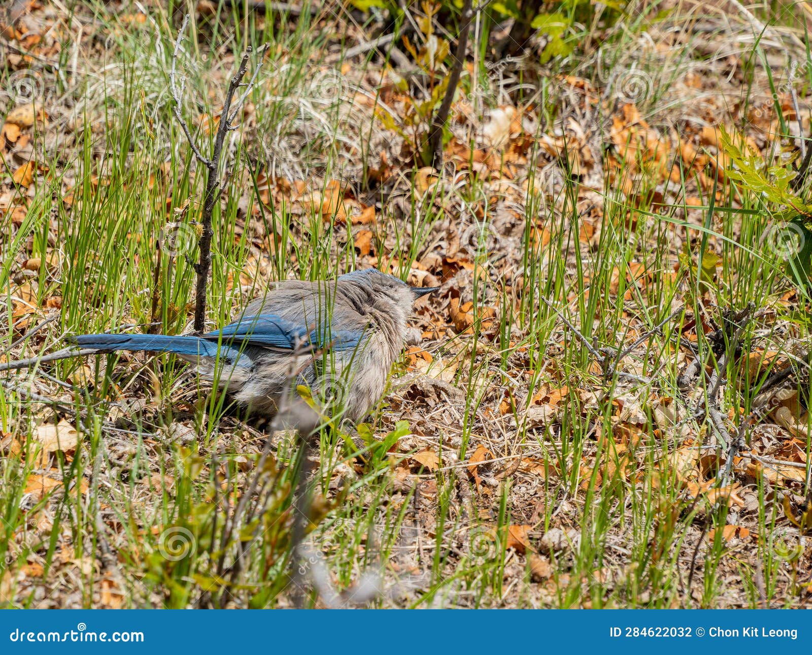 Close Up Shot of a Cute Blue Jay Stock Photo - Image of shot, cute ...