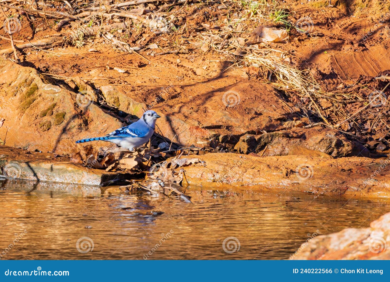 Close Up Shot of Cute Blue Jay Stock Photo - Image of outdoor, bird ...