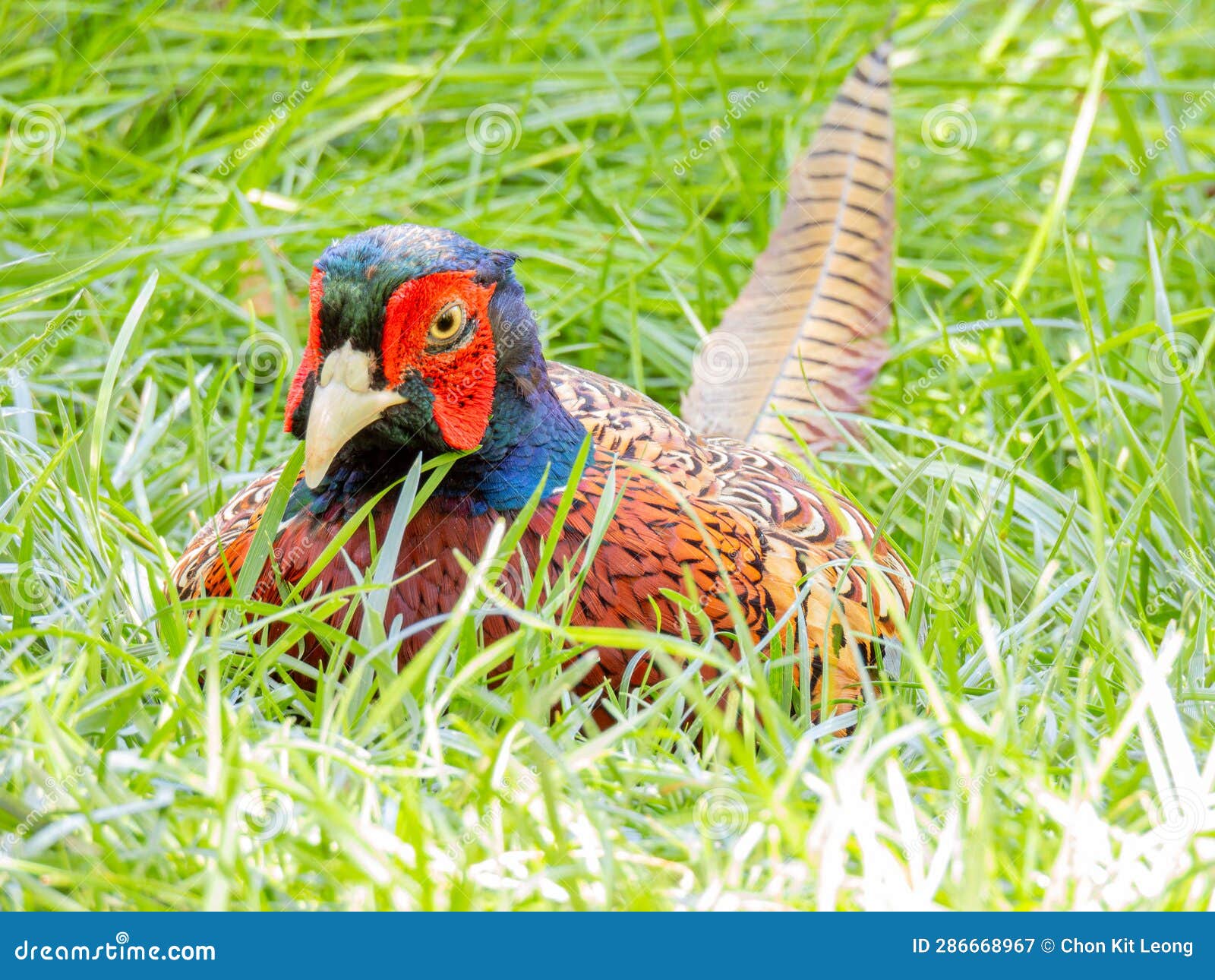 Close Up Shot of Cute Common Pheasant Stock Image - Image of single ...