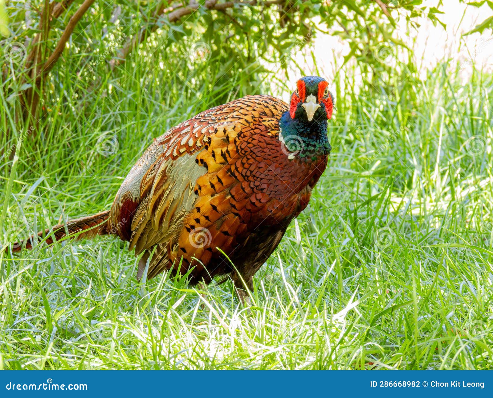 Close Up Shot of Cute Common Pheasant Stock Photo - Image of pheasant ...