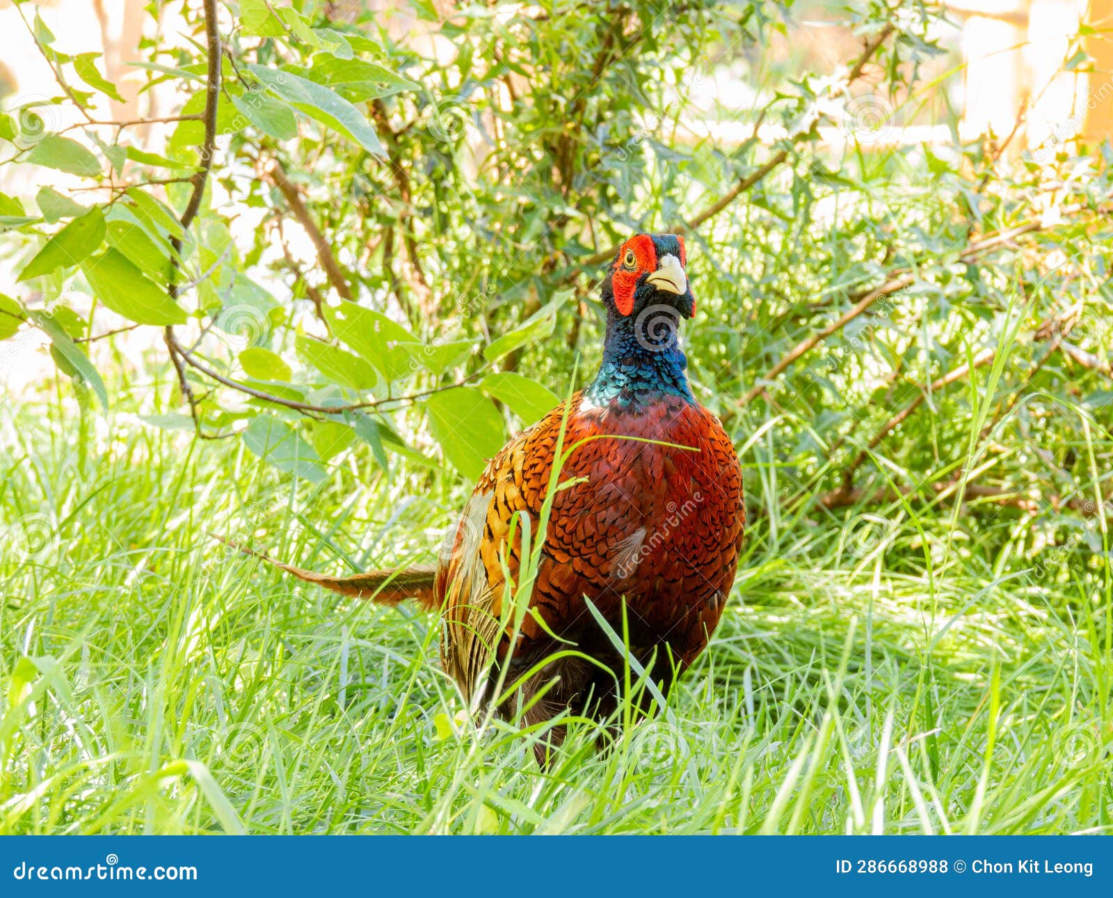 Close Up Shot of Cute Common Pheasant Stock Photo - Image of daytime ...