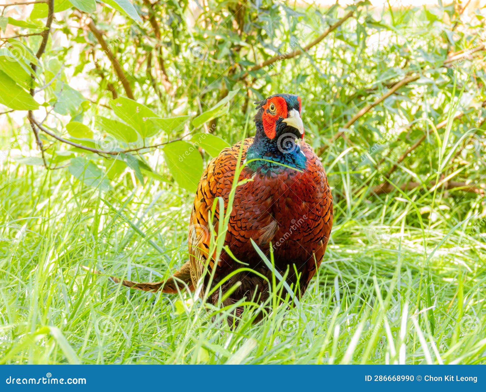 Close Up Shot of Cute Common Pheasant Stock Photo - Image of city, bird ...