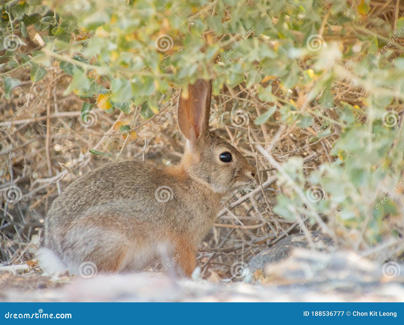Close Up Shot Of A Cute Cottontail Rabbit Stock Image Image Of Cottontail Terrestrial 188536777
