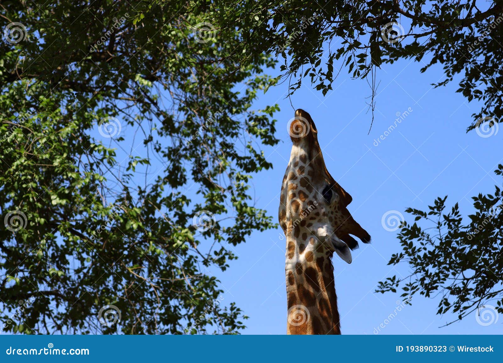 Close Up Shot of a Cute Giraffe Reaching for a Tree Branch Stock Image ...