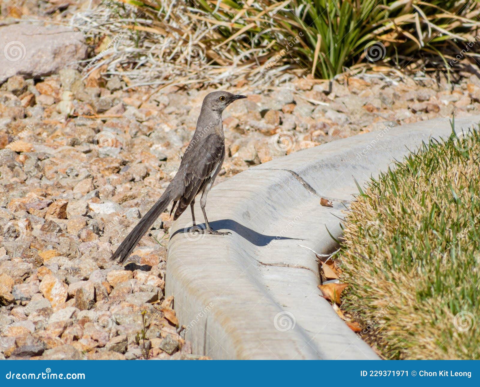 Close Up Shot of Cute Northern Mockingbird Stock Image - Image of ...