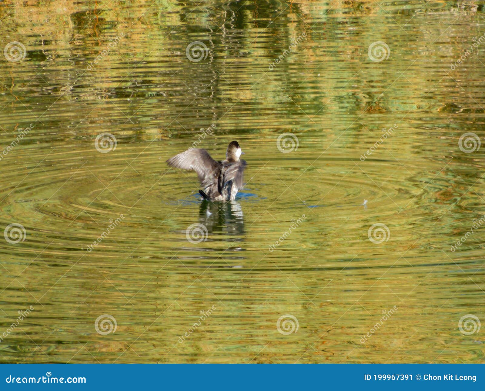 Close Up Shot of Cute Rubber Duck Stock Image - Image of birds, rubber ...