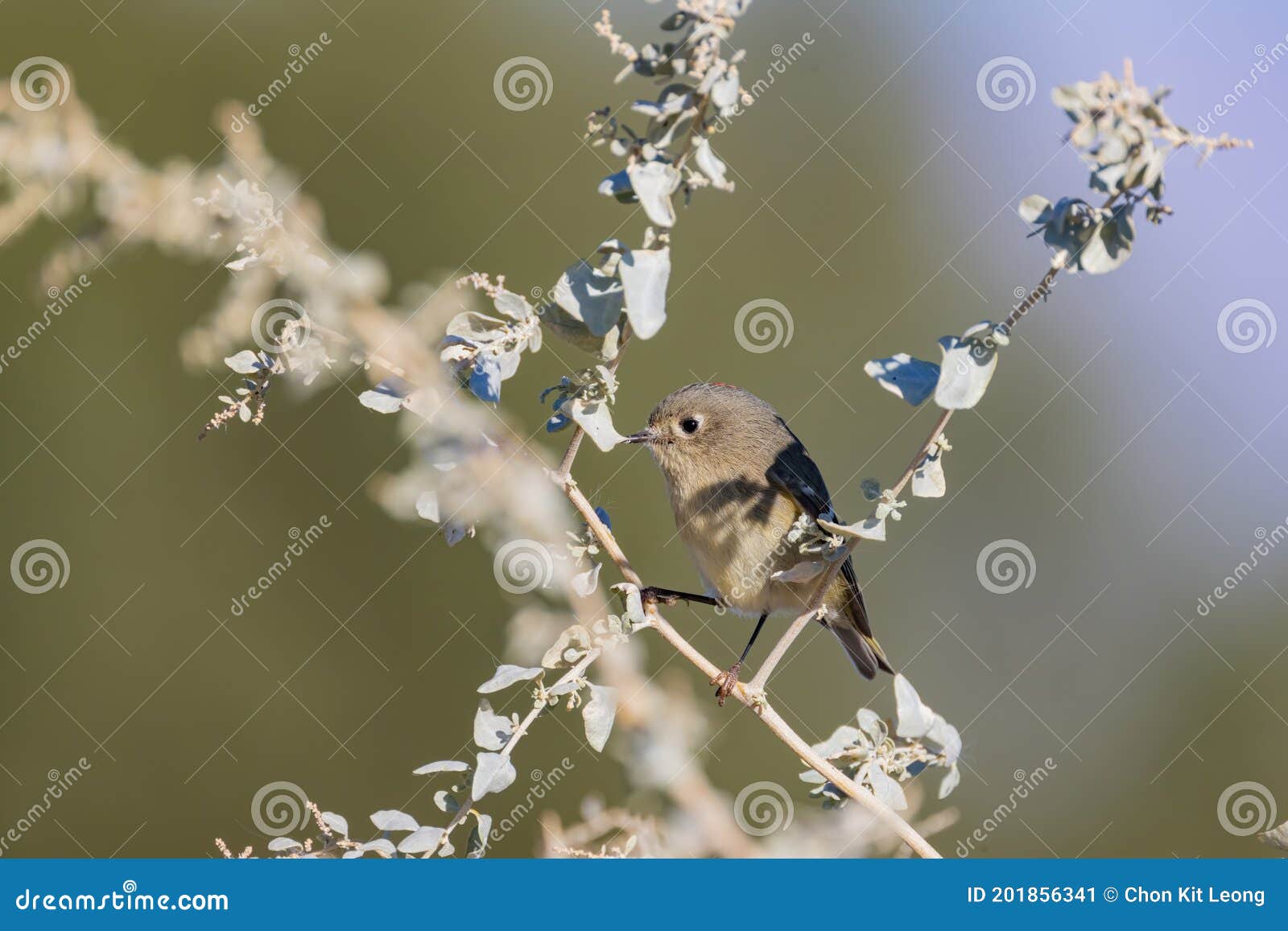 Close Up Shot of Cute Ruby-crowned Kinglet Bird Stock Image - Image of ...