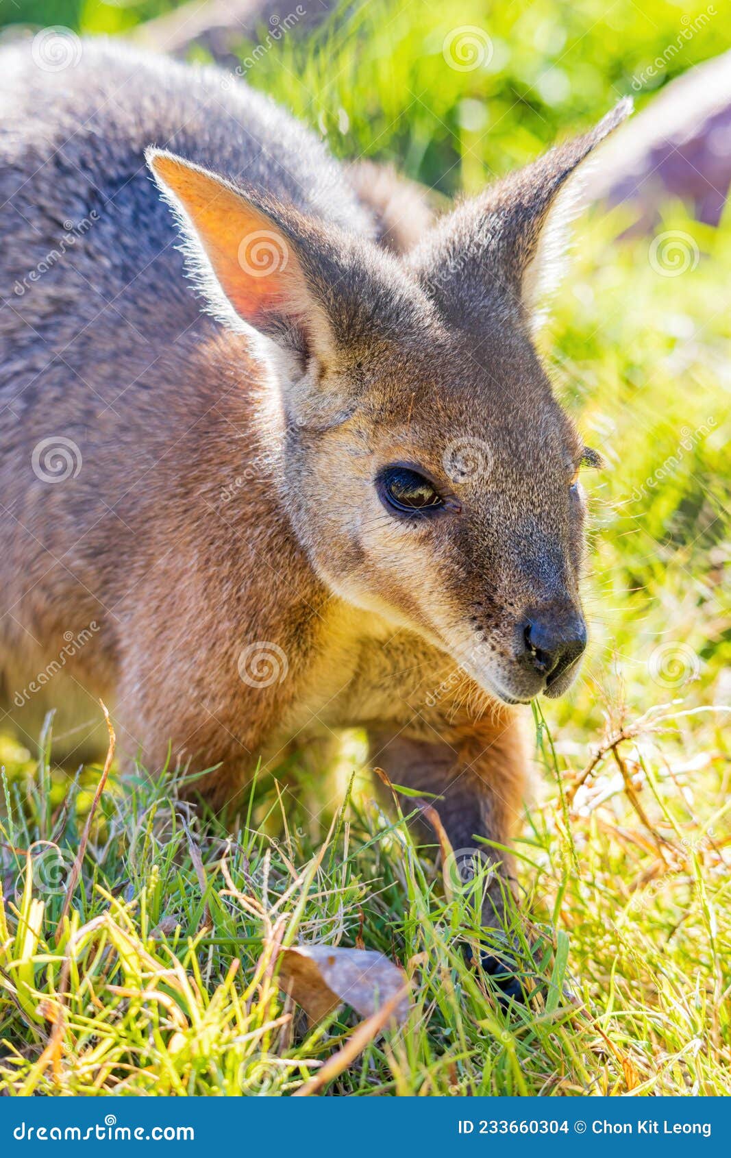 Close Up Shot of Cute Wallaby Stock Photo - Image of states, closeup ...
