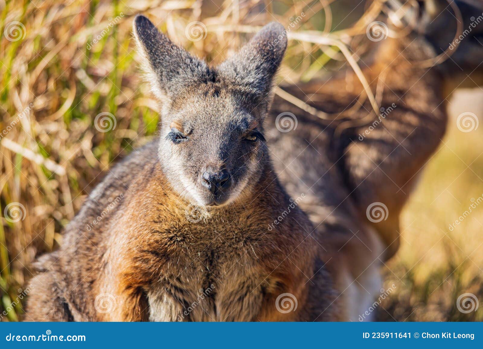 Close Up Shot of Cute Wallaby Stock Image - Image of daytime, sunny ...