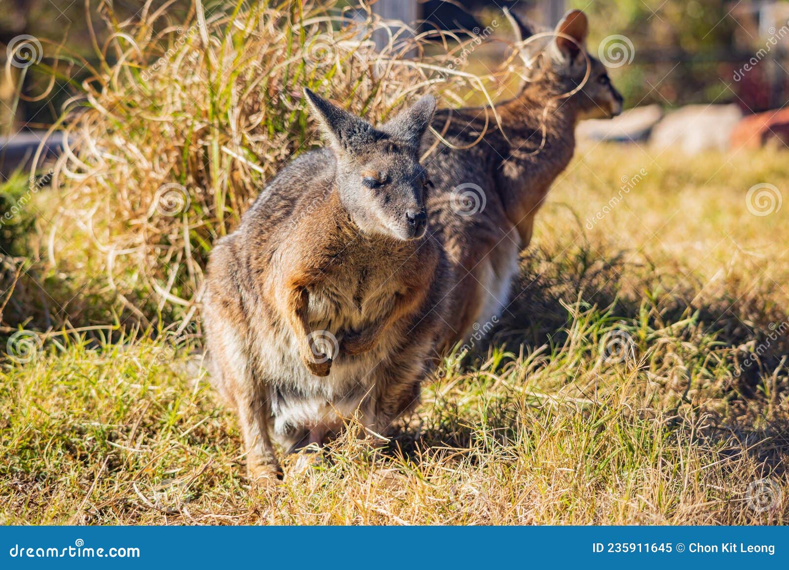 Close Up Shot of Cute Wallaby Stock Image - Image of outdoor, states ...