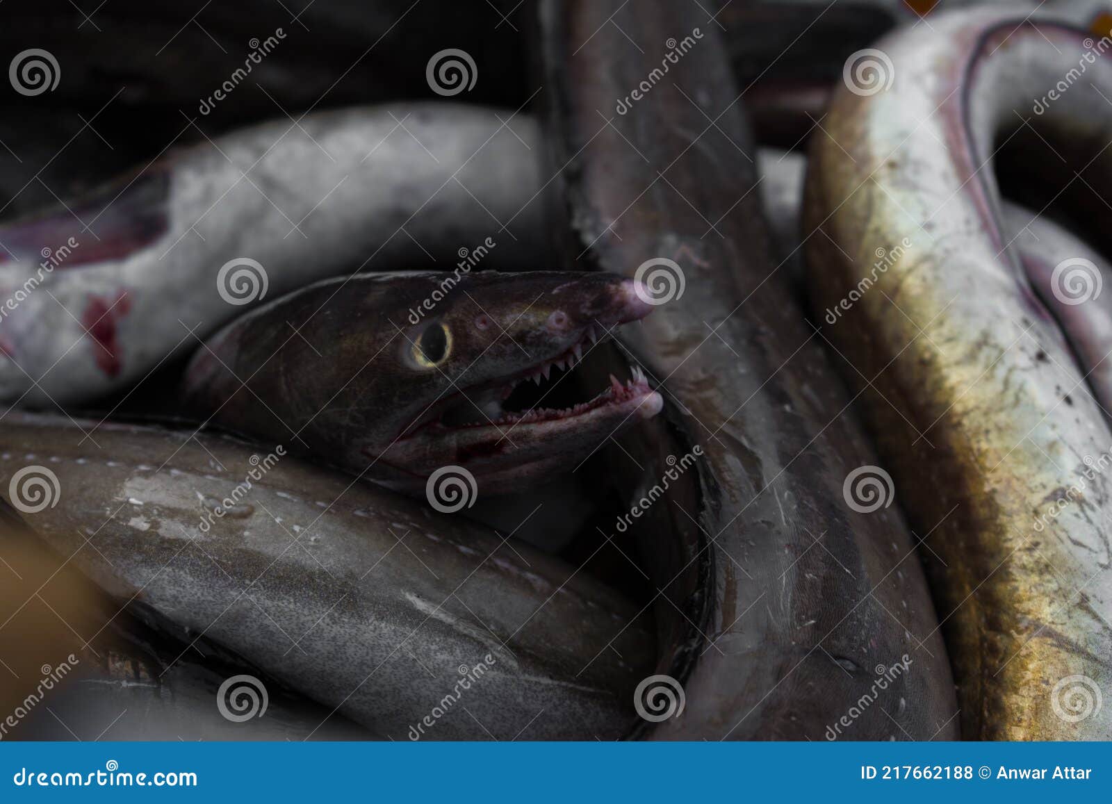 Close Up Shot of Daggertooth Pike Conger Fish with Shallow Depth of ...