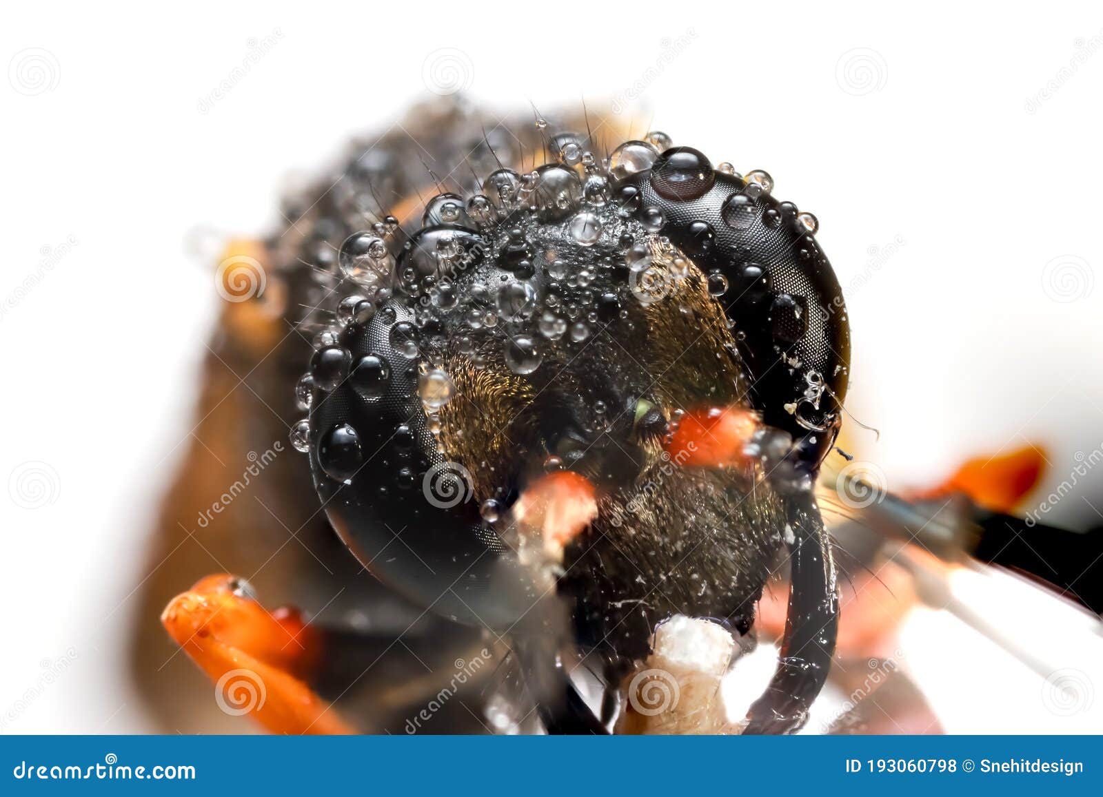 Close Up Shot of Dead Hornet with Water Drops Created with Focus ...